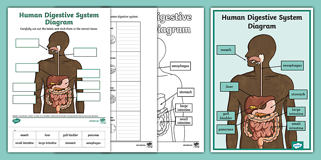 Digestive System Diagram Activity Pack (teacher made)