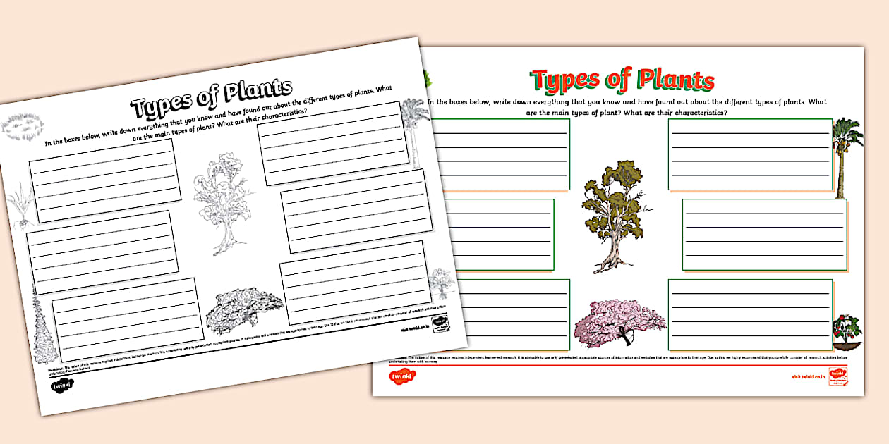 Types of Plants Mind Map (teacher made) - Twinkl