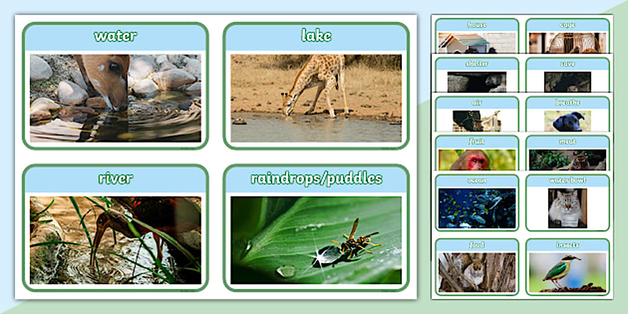 What Animals Need Flashcards (teacher made) - Twinkl