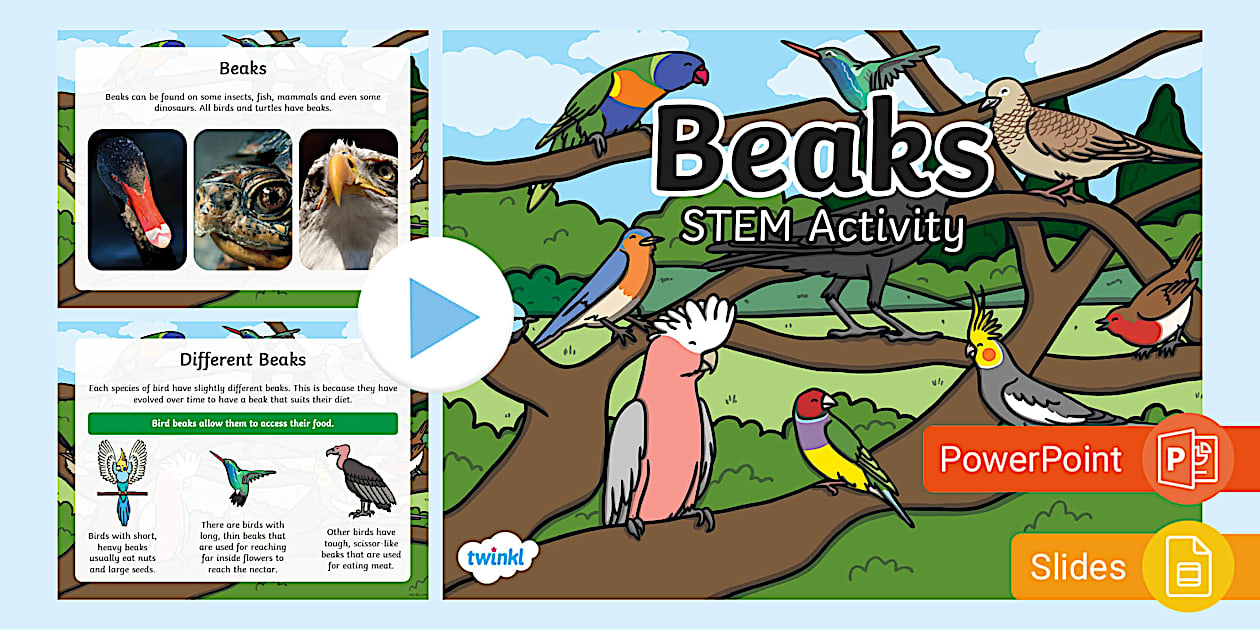 Birds and Beaks Activity | Beak Adaptation Activity - Twinkl