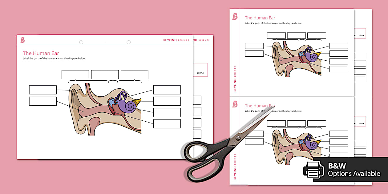 The Human Ear Labelling Worksheet (teacher made) - Twinkl