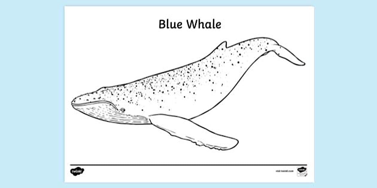 Blue Whale Colouring Sheet | Colouring Sheets - Twinkl