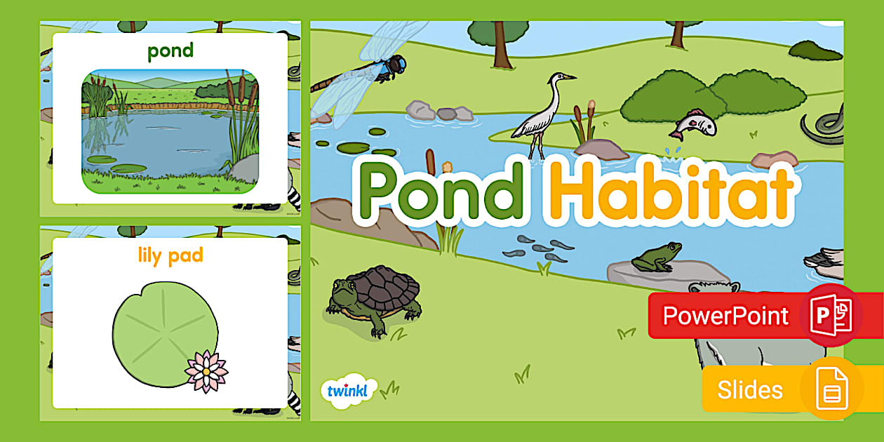 Early Childhood Pond Habitat Words and Pictures PowerPoint & Google Slides