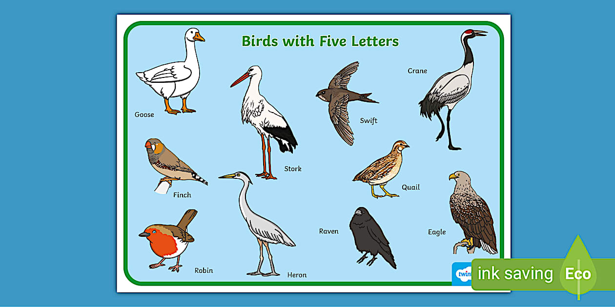 Birds with Five Letters Display Poster (teacher made)