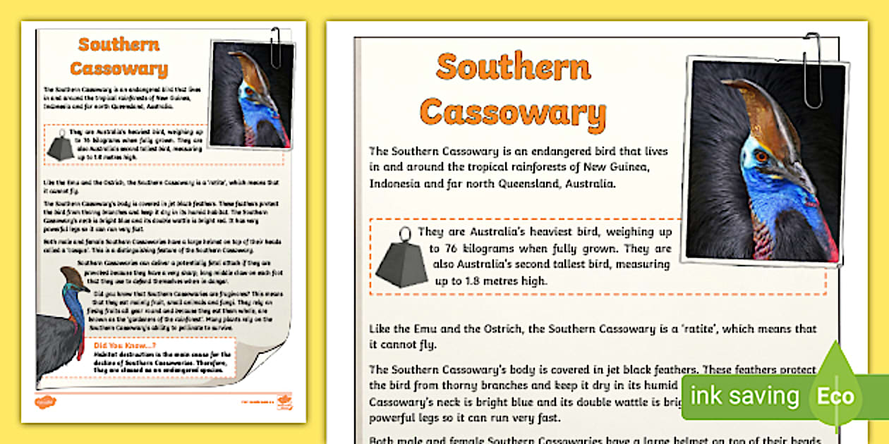 Southern Cassowary Fact File (teacher made) - Twinkl