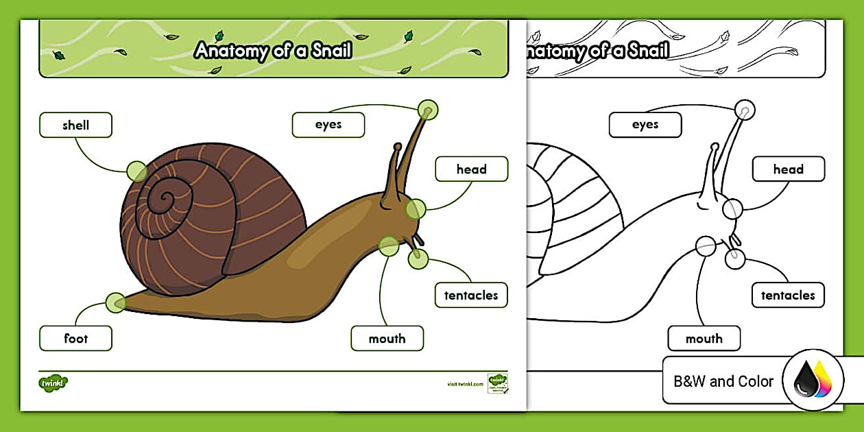 Anatomy of a Snail Poster for K-2nd Grade - Twinkl