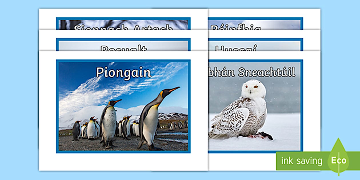 Arctic and Antarctic Animals - Display Photos Gaeilge