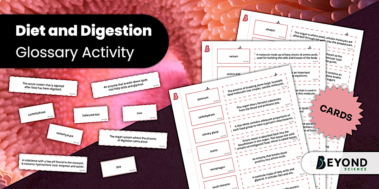 Diet and Digestion Pairs Glossary Activity | KS3 Biology