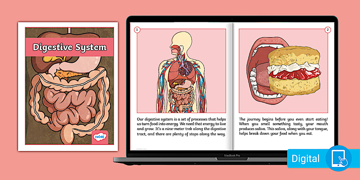 Digestive System eBook for 3rd-5th Grade - Twinkl