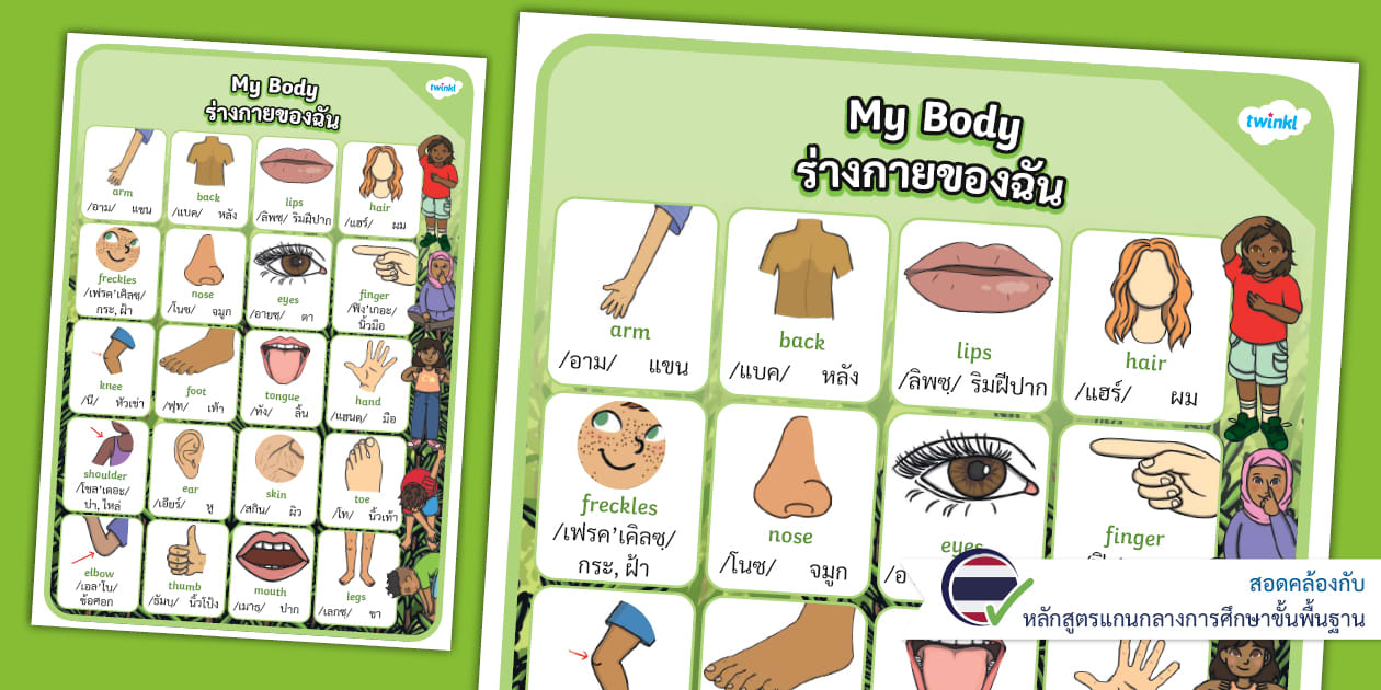 โปสเตอร์คำศัพท์ร่างกาย ภาษาอังกฤษ พร้อมคำอ่าน - My Body Vocabulary Poster