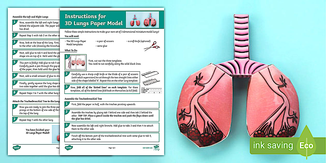3D Lungs Model Activity - Primary Resources (Teacher-Made)