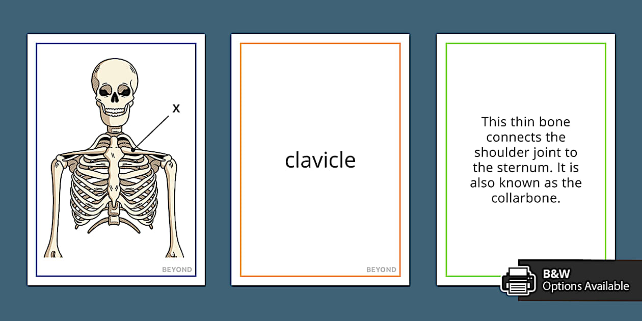 Skeleton Display Cards | Biology | Beyond Secondary - Twinkl