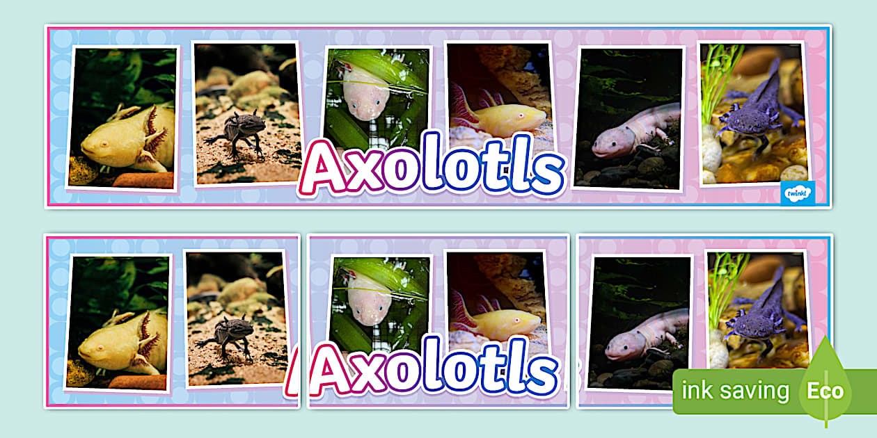 Axolotls Photo Display Banner (teacher made) - Twinkl