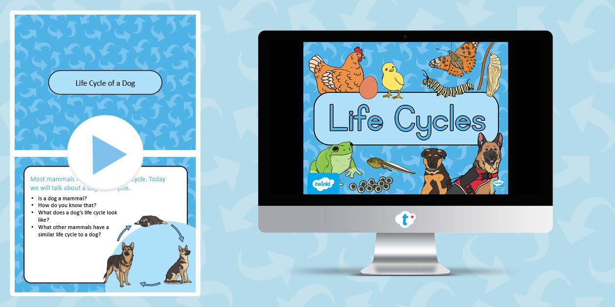 Grade 3 - Life Cycles Discussion PowerPoint