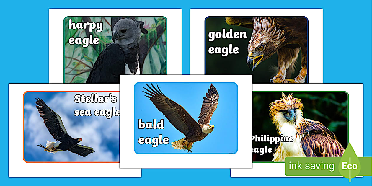 Types of Eagle Photo Pack (teacher made) - Twinkl