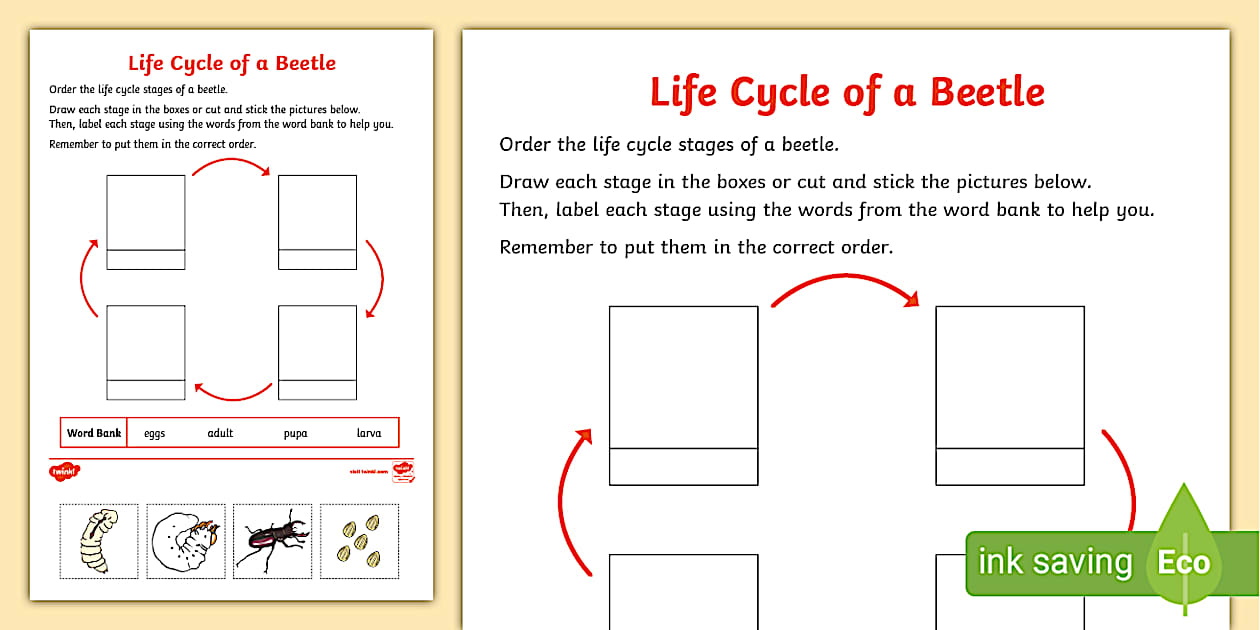 Life Cycle of a Beetle Activity Sheet - Twinkl
