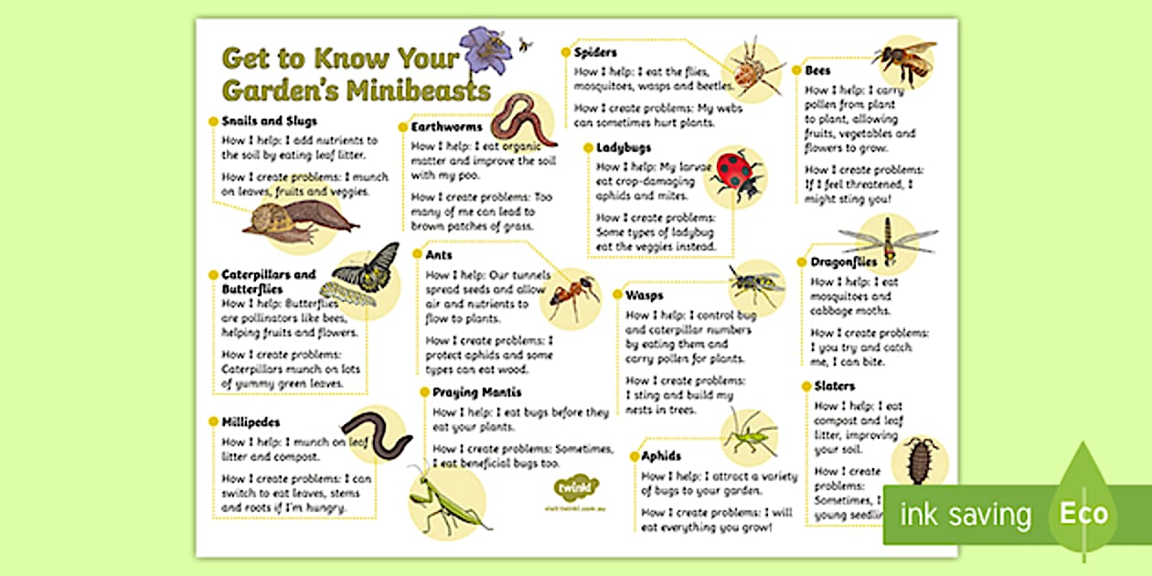 Garden Minibeasts | Display Poster | Nature | Twinkl