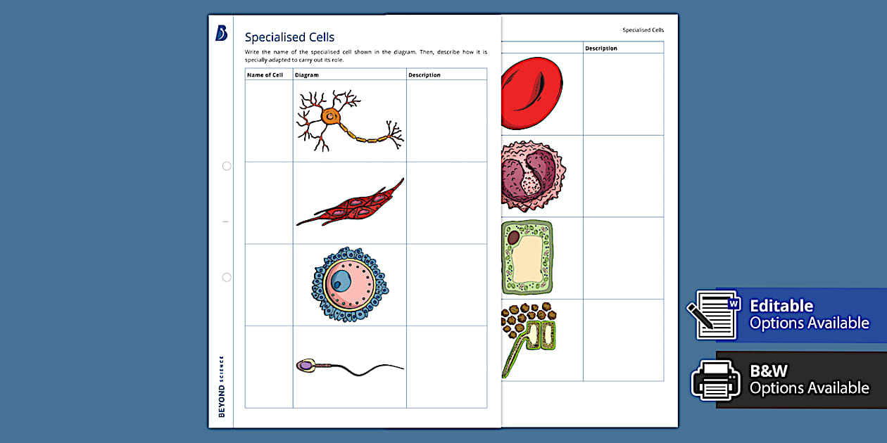 Specialised Cells and their Adaptations Table | Beyond