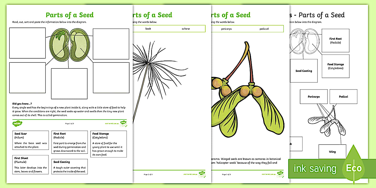 3 Parts of a Seed and Their Functions Worksheets - Twinkl