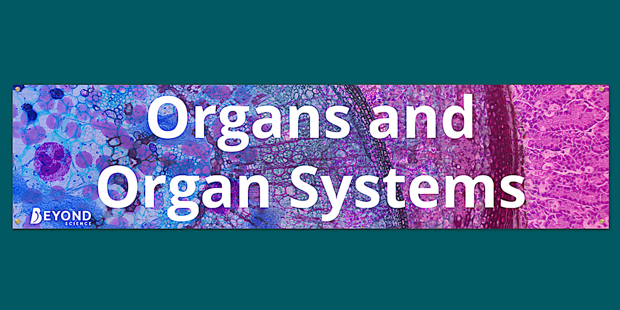 Organs and Organ Systems Display Banner | Beyond Science