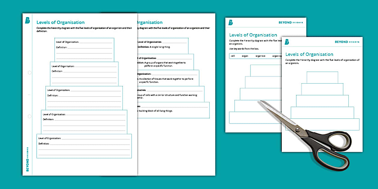 Levels of Organisation Hierarchy Diagram KS3 Beyond Science