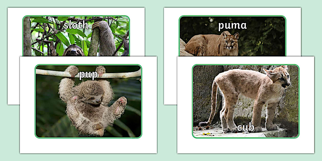 Amazon Rainforest Animals and Their Young Matching Cards