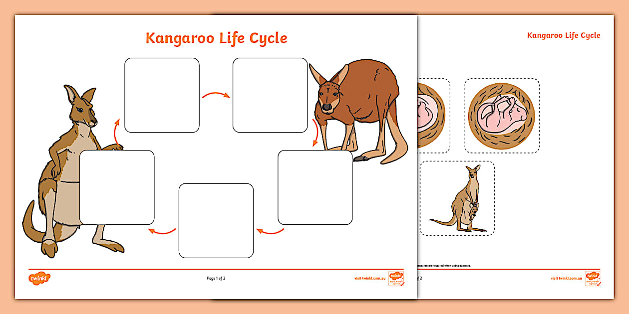Kangaroo Life Cycle Worksheet | Twinkl Australia - Twinkl