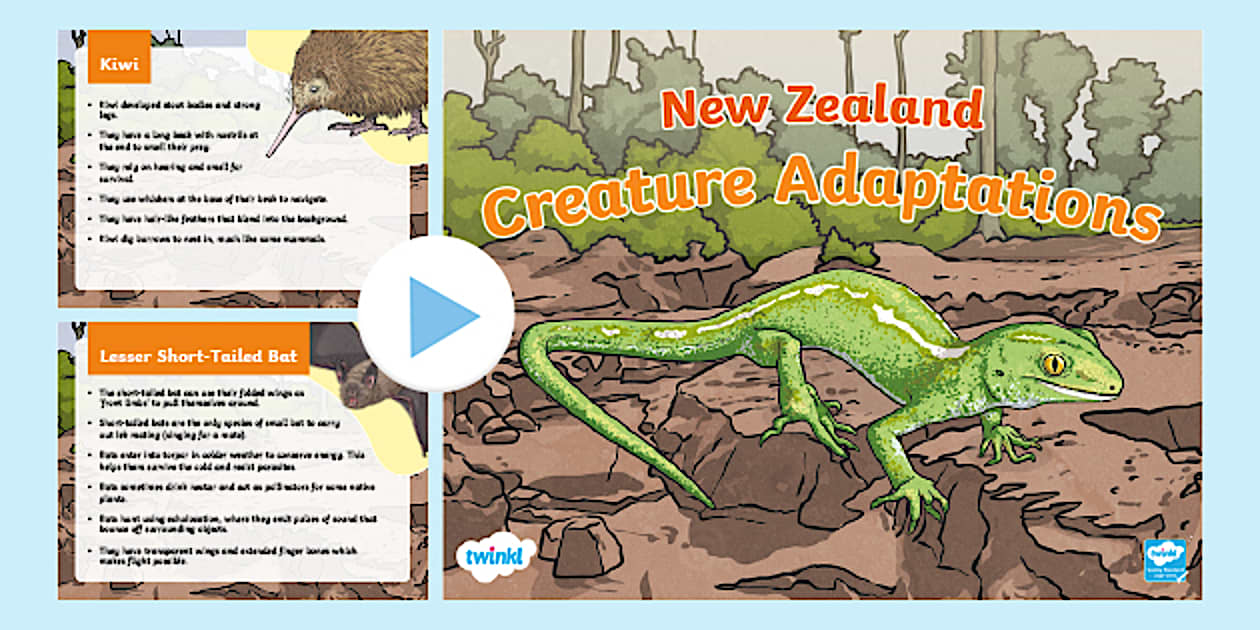 New Zealand Animal Adaptations (teacher made) - Twinkl