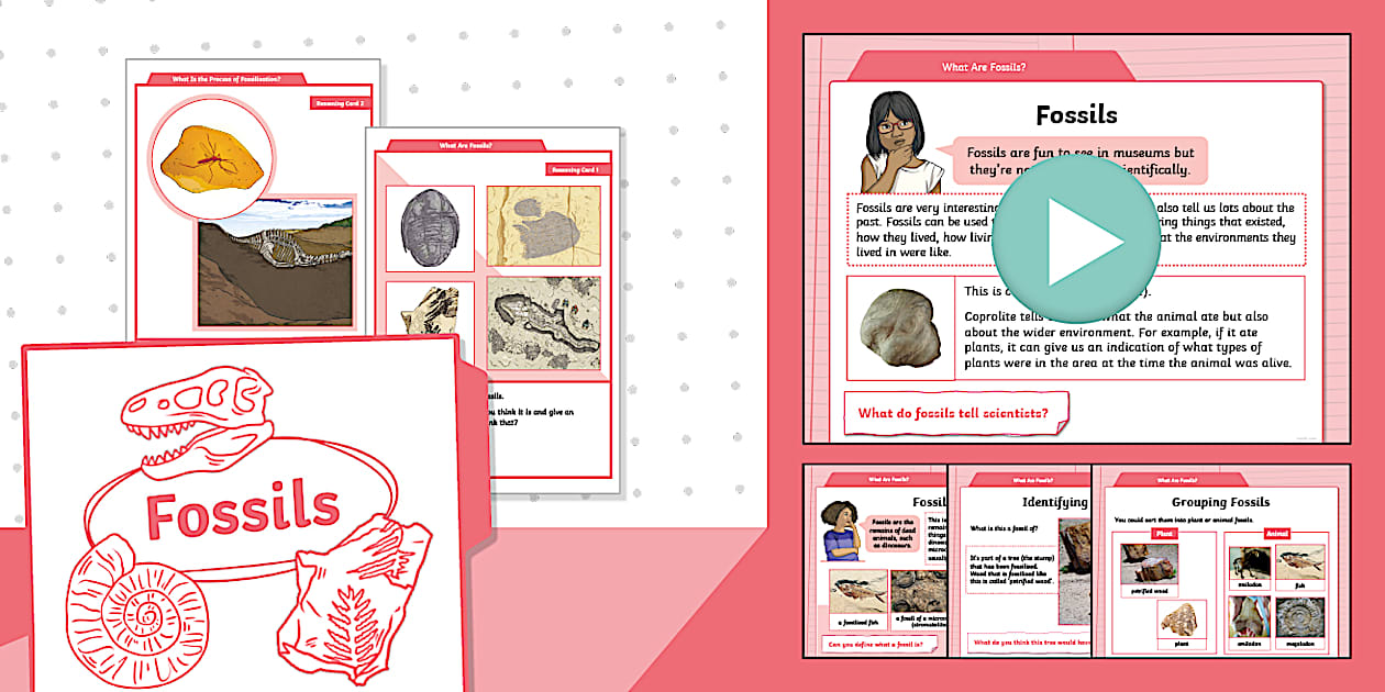 Step into Science: Y3: Spring Block 1: Fossils: Steps 1 to 2