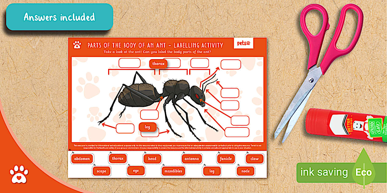 Parts of the Body of an Ant - Labelling Activity - Pets