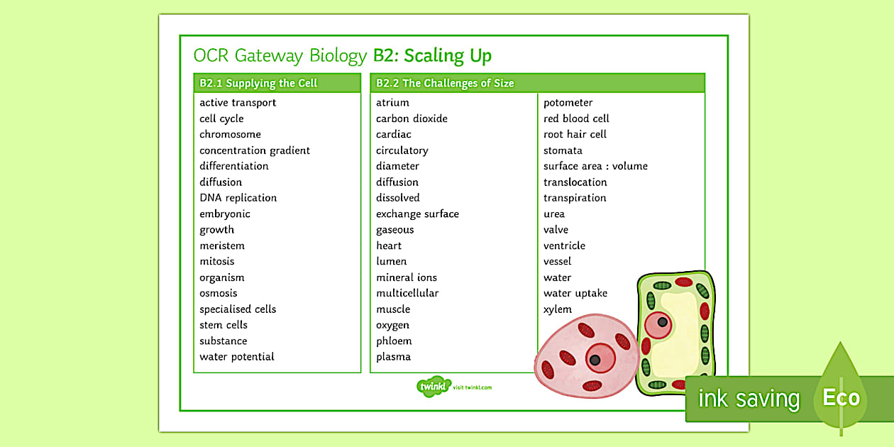 OCR Gateway Biology Topic B2 Scaling Up Word Mat - Twinkl