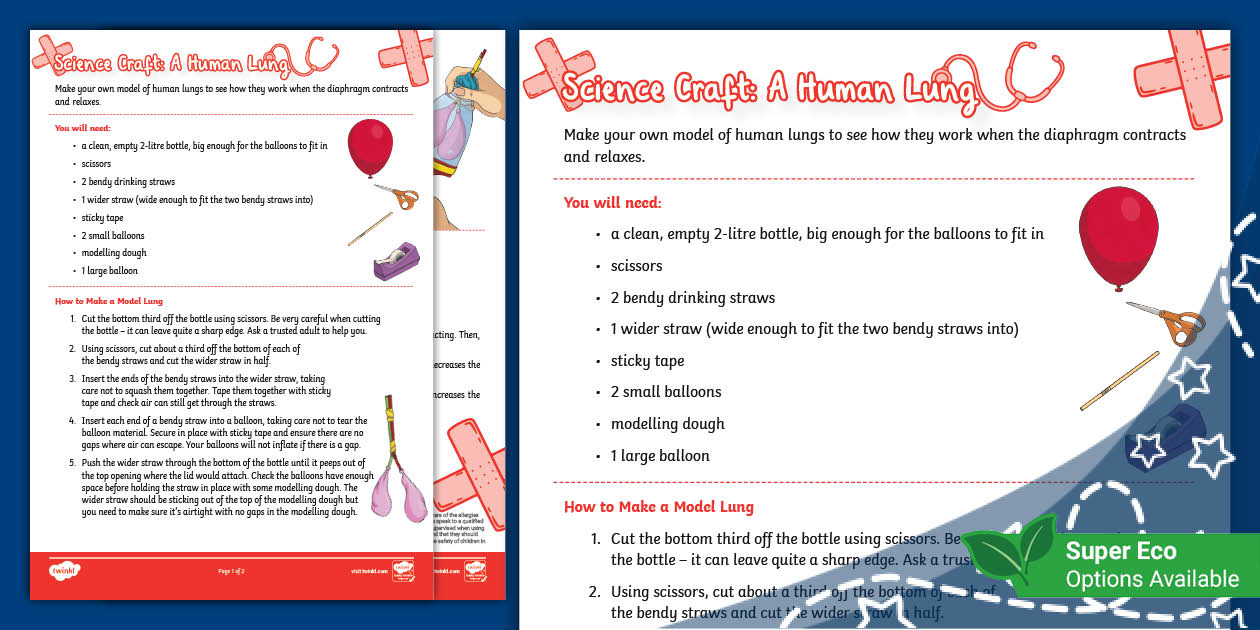 Science Crafts: A Human Lung (teacher made) - Twinkl