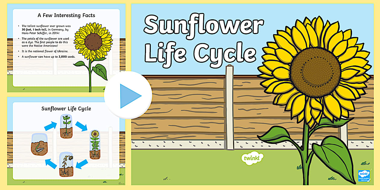 Sunflower Life Cycle PowerPoint (Teacher-Made) - Twinkl