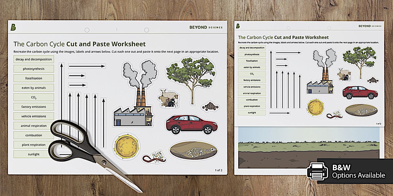 Carbon Cycle Cut and Paste Worksheet (teacher made) - Twinkl