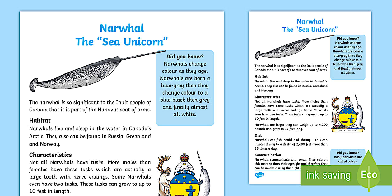 Narwhal Fact File (Teacher-Made) - Twinkl