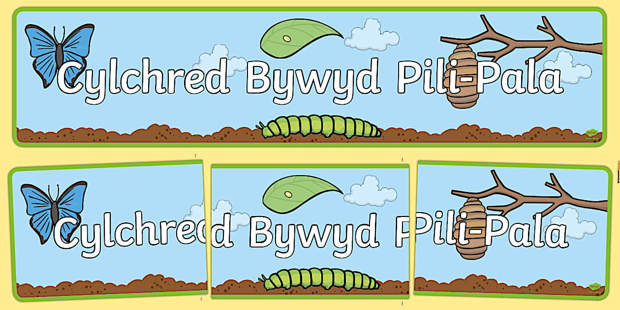 Butterfly Life Cycle Display Poster Welsh (teacher made)