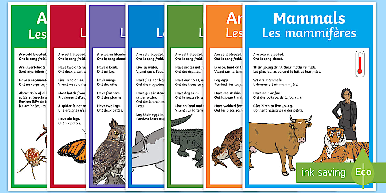 Animal Groups Poster English/French - Animal Groups Display Poster Photos