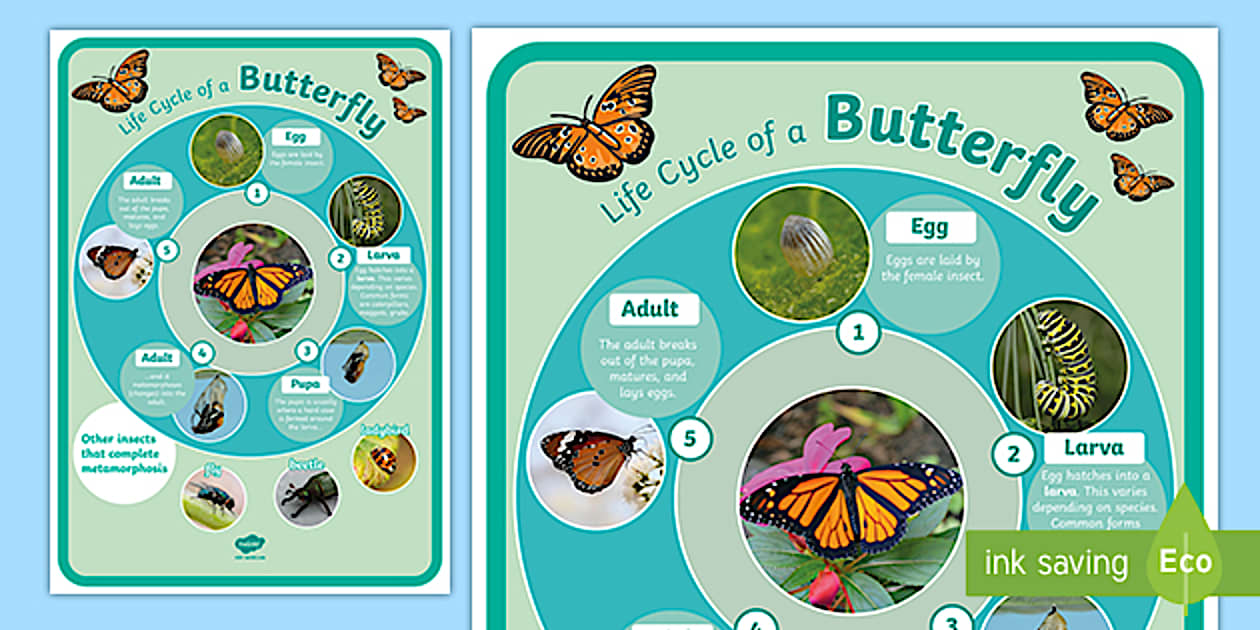 Editable Butterfly Insect Complete Metamorphosis Life Cycle Display Poster