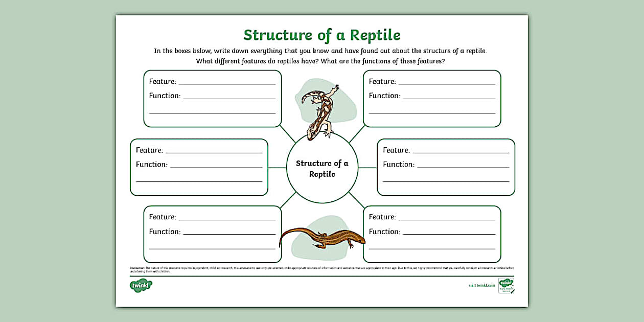 Structure of Reptiles Mind Map (Teacher-Made) - Twinkl