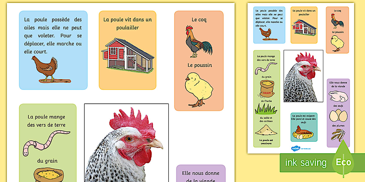 Affiche : La poule (Teacher-Made) - Twinkl