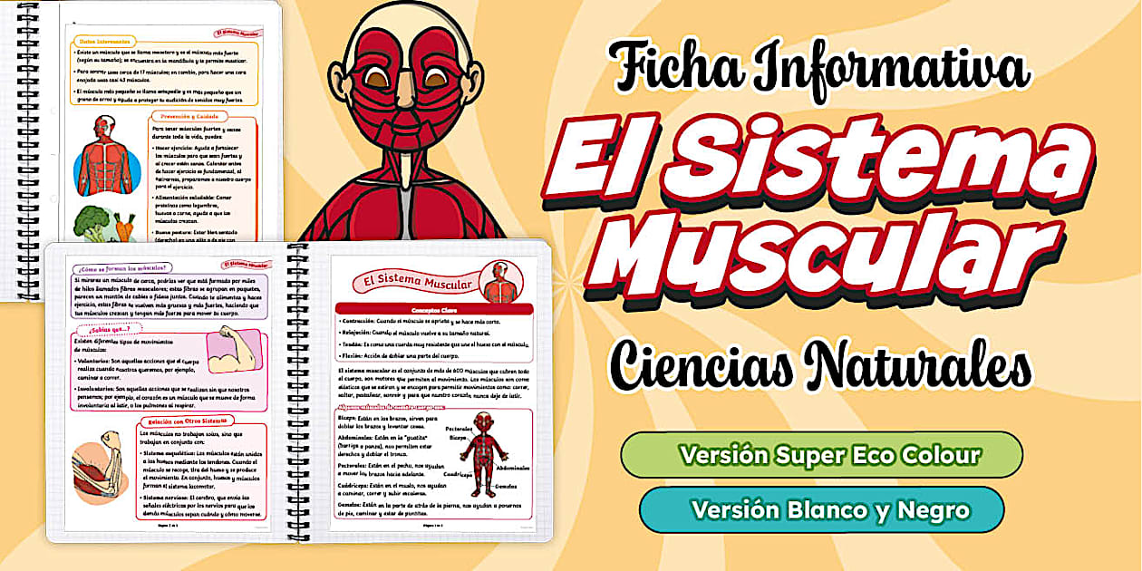 Ficha informativa | Sistema Muscular | Ciencias | músculo