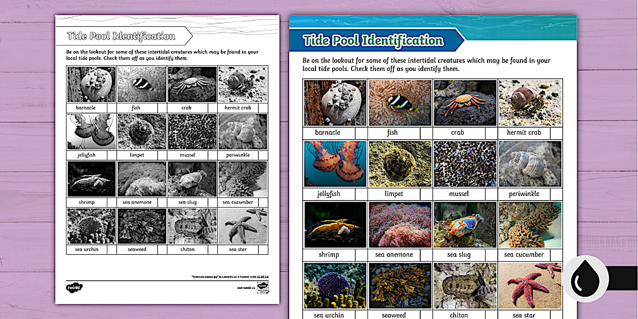 Tide Pool Identification Checklist Worksheet (Teacher-Made)