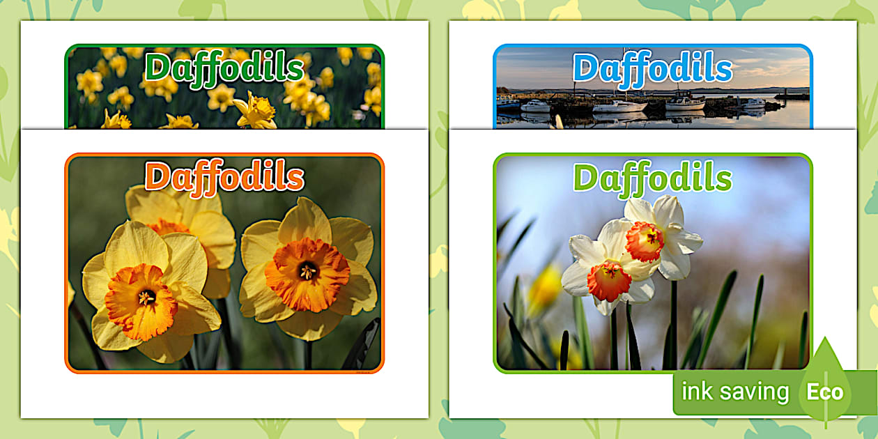Daffodils Photo Pack (teacher made) - Twinkl
