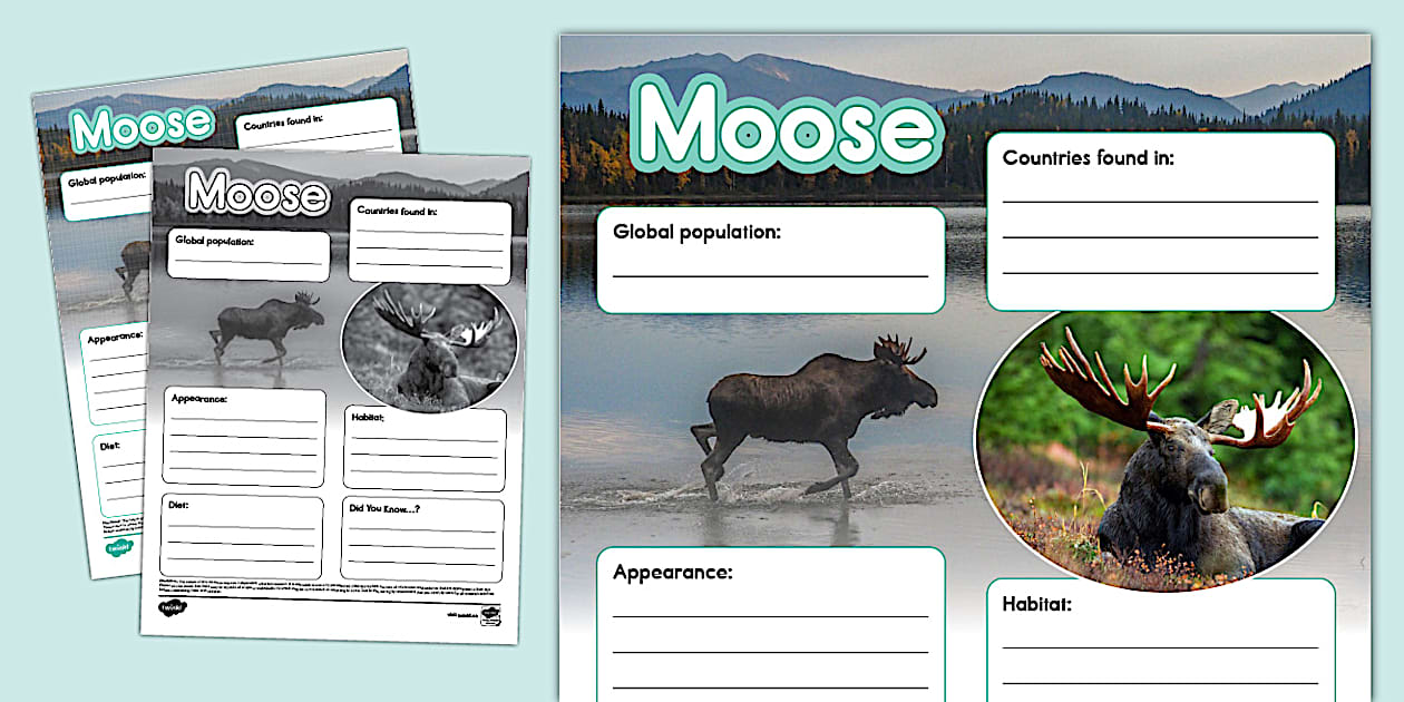 Moose Fact File Template (teacher made) - Twinkl
