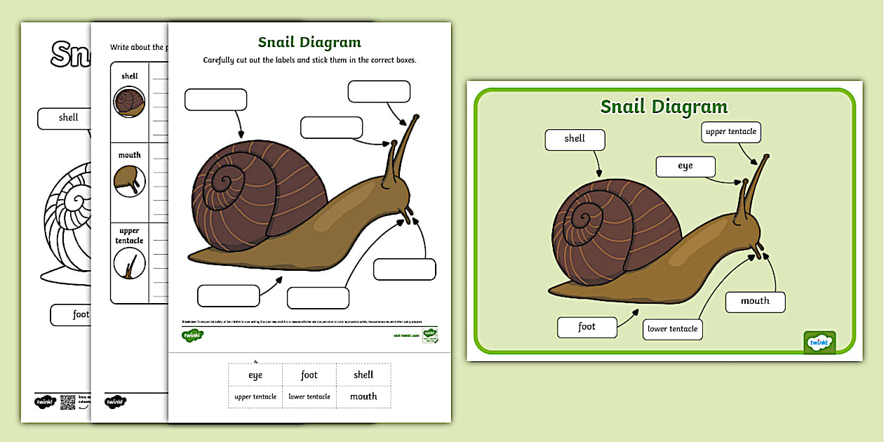 Snail Diagram Pack (Teacher-Made) - Twinkl