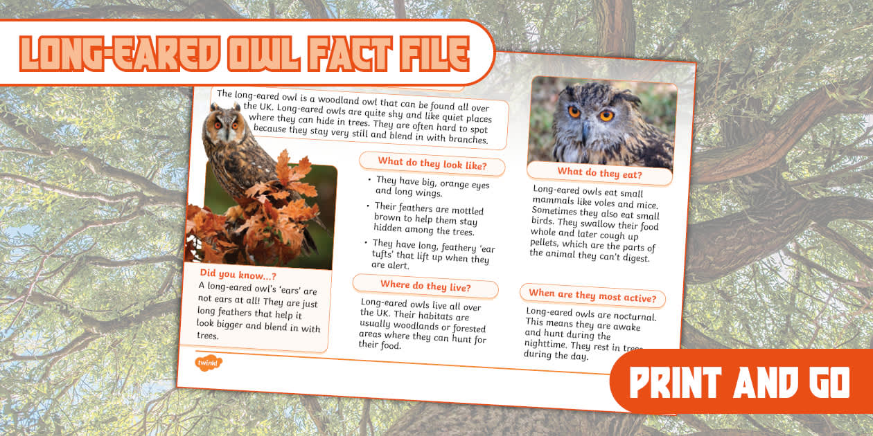 Long-Eared Owl Fact File