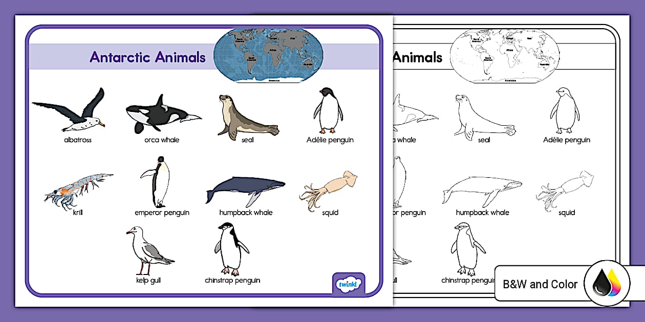Antarctic Animals Word Mat (teacher made) - Twinkl