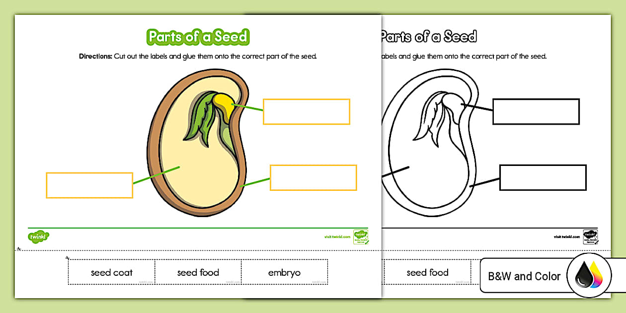 Parts of a Seed Cut and Paste Worksheet for K-2nd Grade