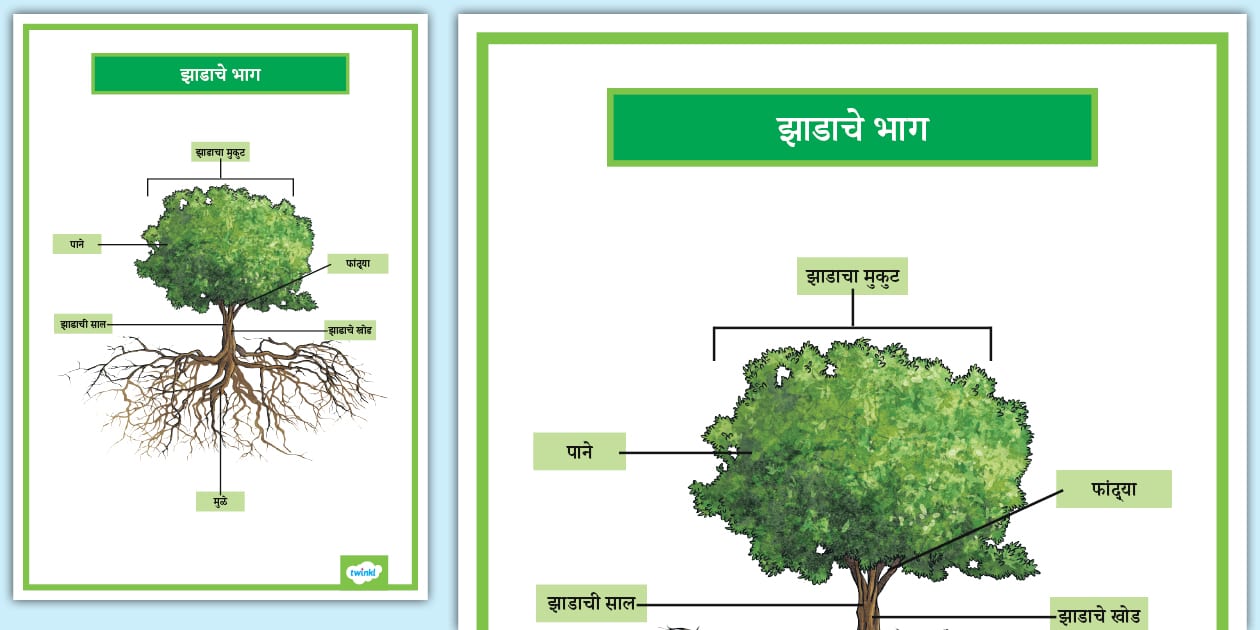 Parts of a Tree - Marathi Poster I झाडाचे भाग