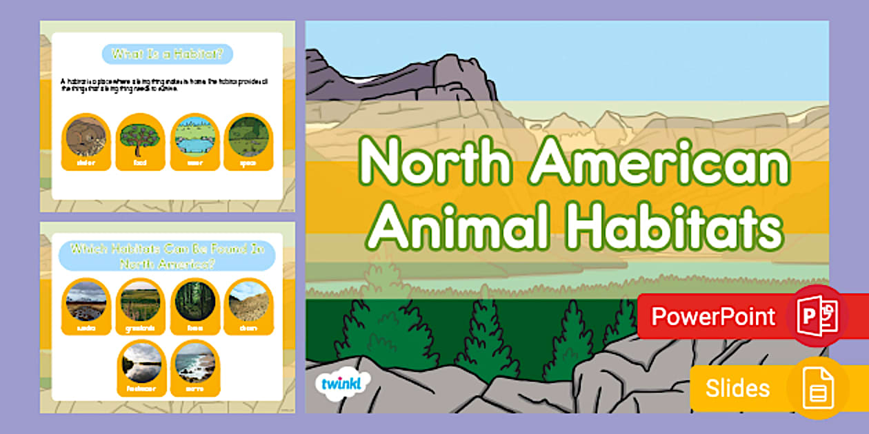 North American Animal Habitats PowerPoint | Twinkl USA